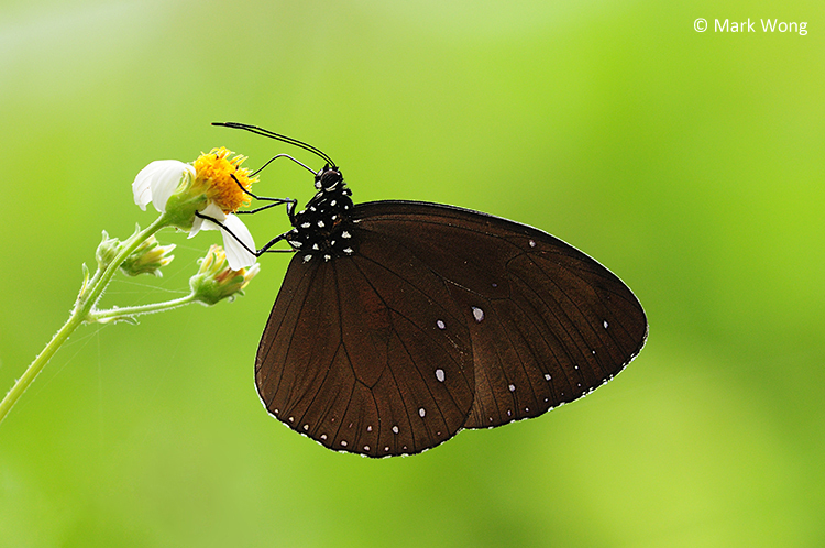 ButterflyCircle Checklist