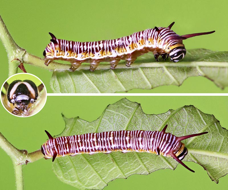 ButterflyCircle Checklist