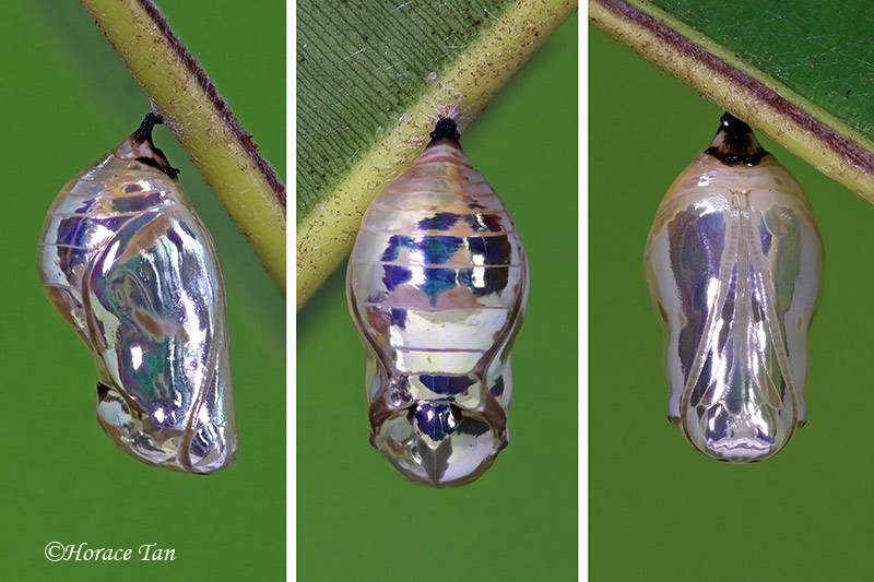 ButterflyCircle Checklist