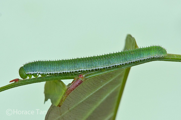 ButterflyCircle Checklist