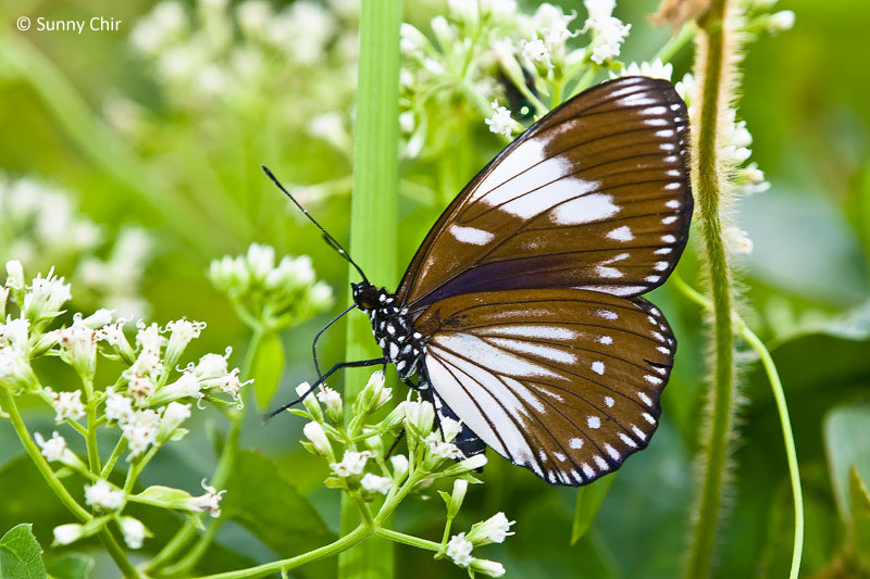 ButterflyCircle Checklist