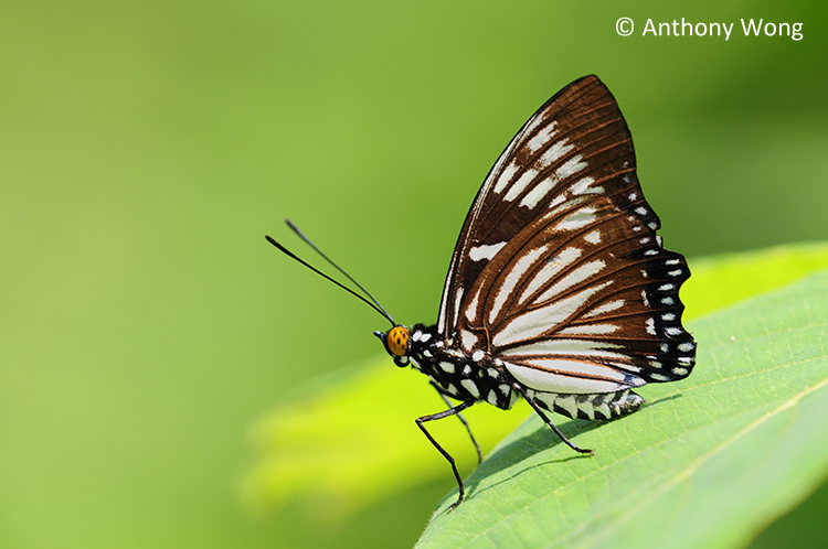 ButterflyCircle Checklist