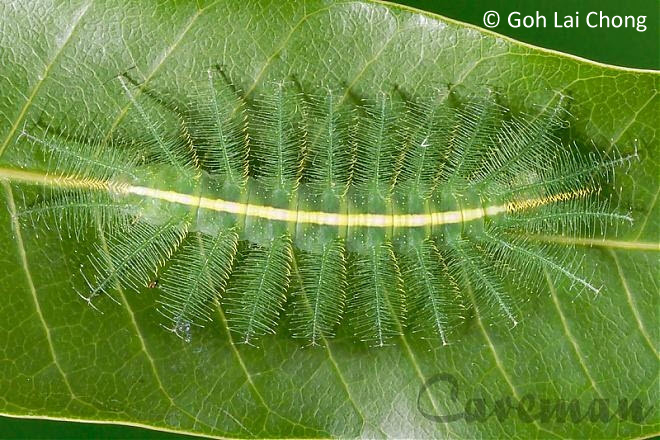 Common Baron Caterpillar