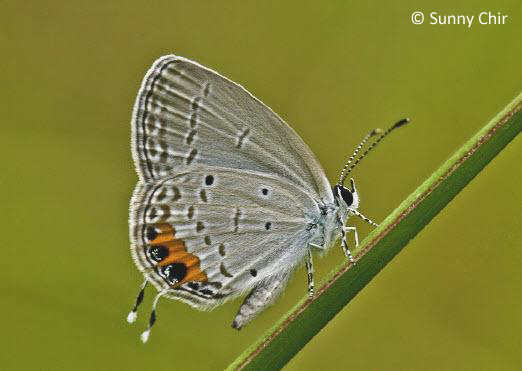 ButterflyCircle Checklist