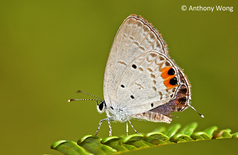 ButterflyCircle Checklist
