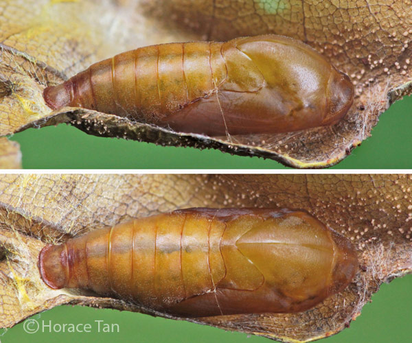 ButterflyCircle Checklist