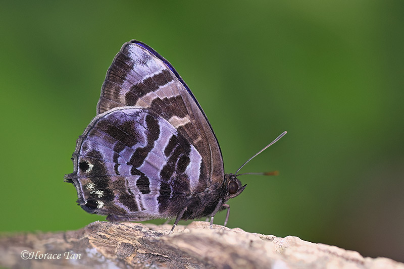 ButterflyCircle Checklist