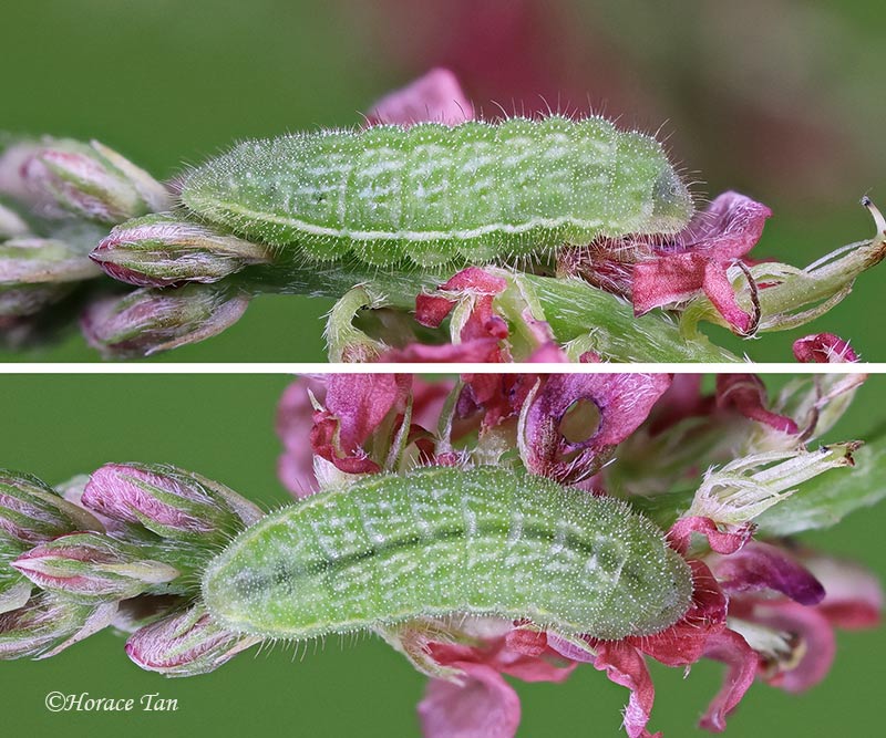 ButterflyCircle Checklist