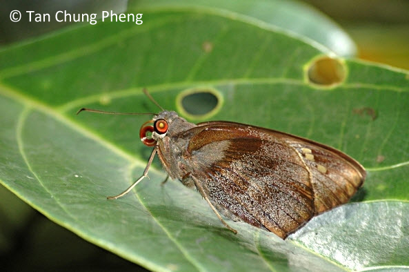 ButterflyCircle Checklist