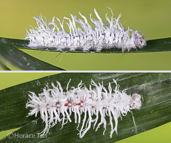 ButterflyCircle Checklist