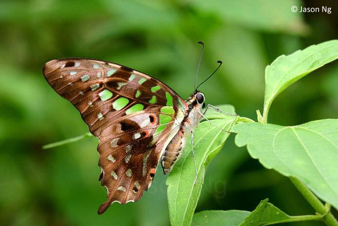 ButterflyCircle Checklist