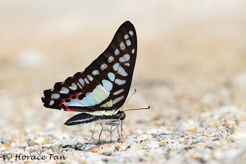 ButterflyCircle Checklist