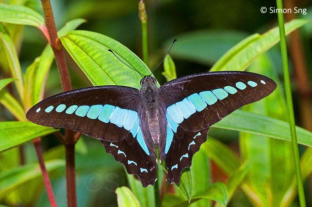 ButterflyCircle Checklist