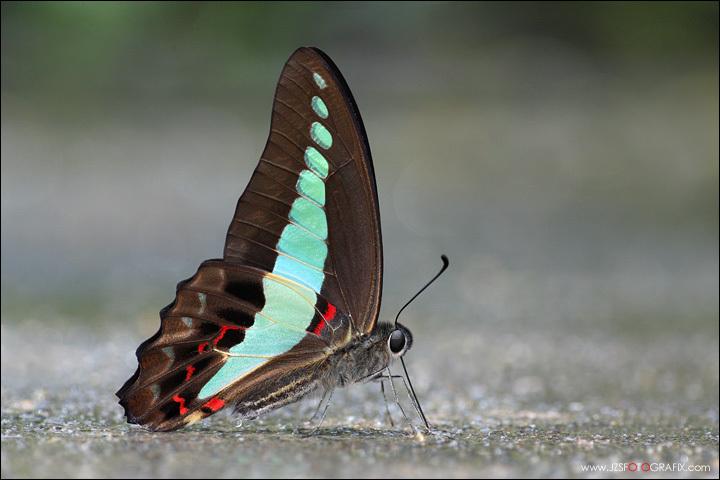 ButterflyCircle Checklist