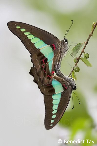 ButterflyCircle Checklist