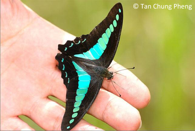 ButterflyCircle Checklist