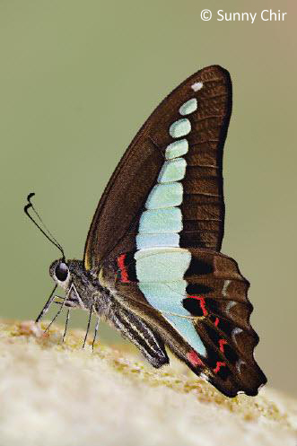 ButterflyCircle Checklist