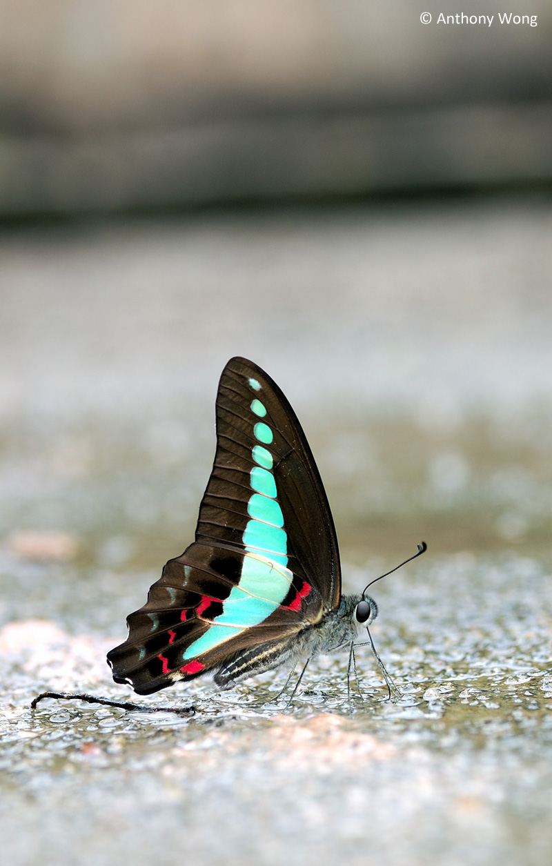 ButterflyCircle Checklist