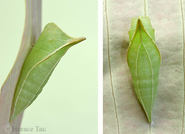 ButterflyCircle Checklist