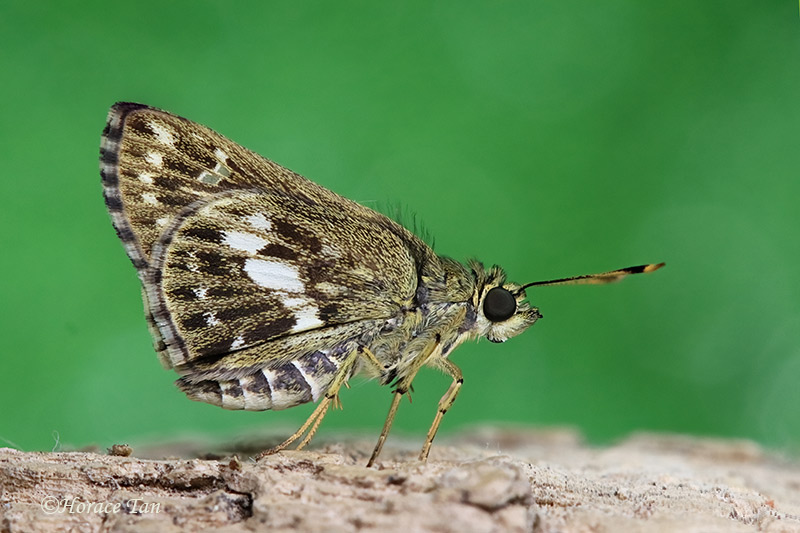 ButterflyCircle Checklist