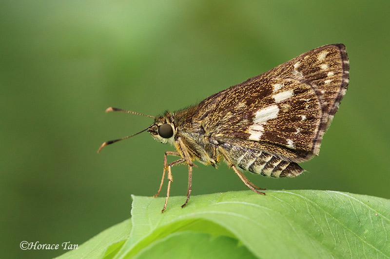 ButterflyCircle Checklist