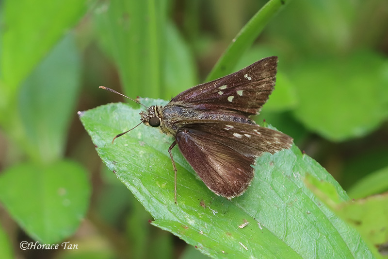ButterflyCircle Checklist