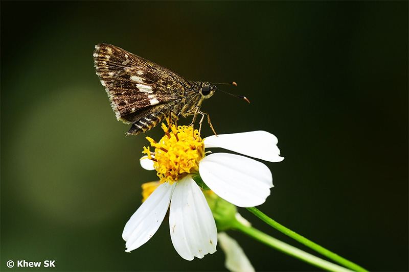ButterflyCircle Checklist