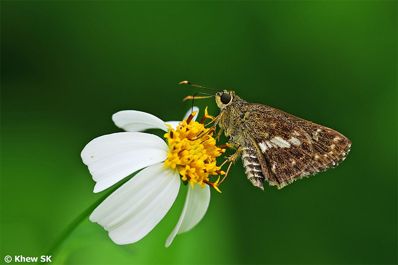 ButterflyCircle Checklist