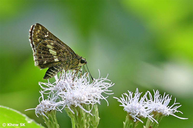 ButterflyCircle Checklist