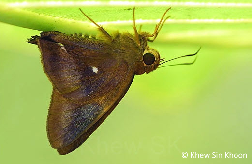 ButterflyCircle Checklist