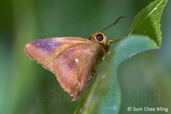 ButterflyCircle Checklist