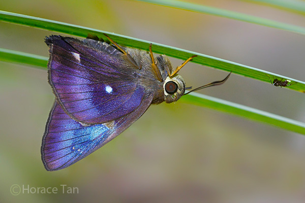 ButterflyCircle Checklist