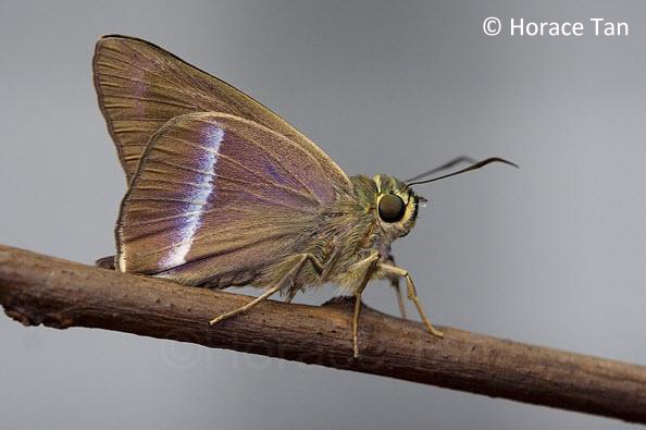 ButterflyCircle Checklist