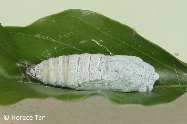 ButterflyCircle Checklist