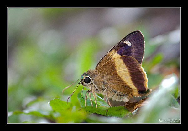ButterflyCircle Checklist