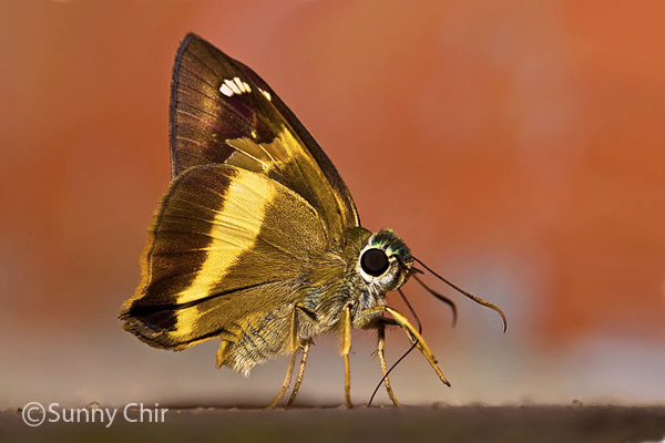 ButterflyCircle Checklist