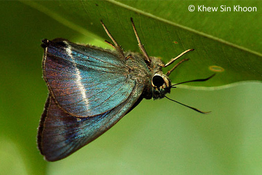 ButterflyCircle Checklist