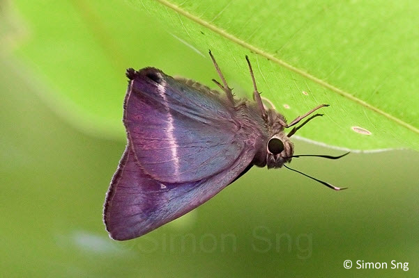 ButterflyCircle Checklist