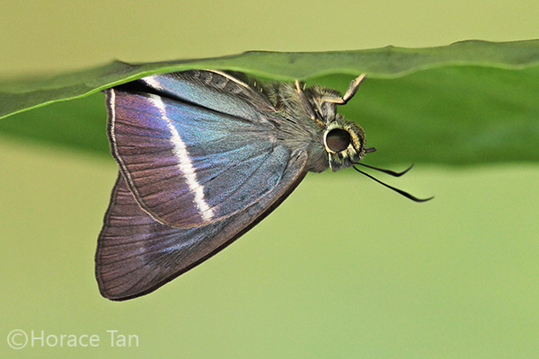 ButterflyCircle Checklist