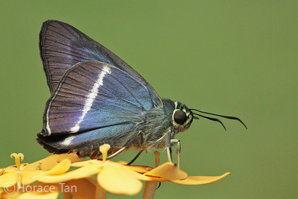 ButterflyCircle Checklist