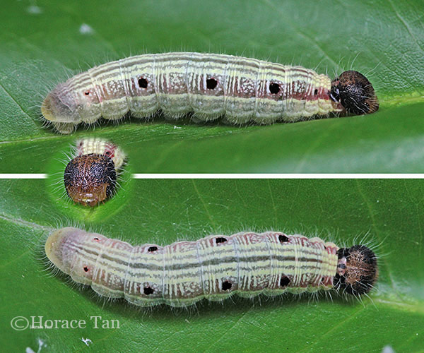 ButterflyCircle Checklist