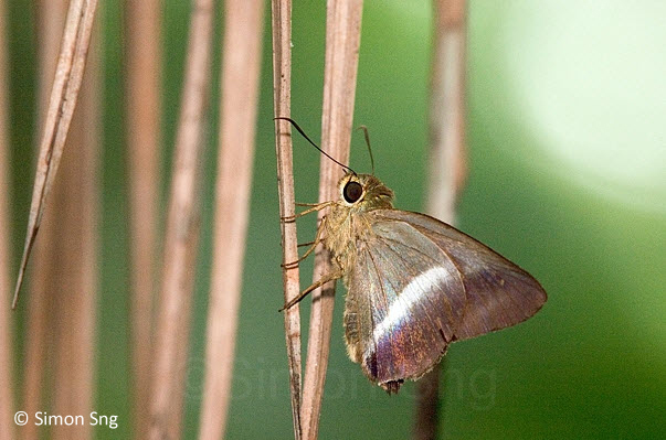 ButterflyCircle Checklist