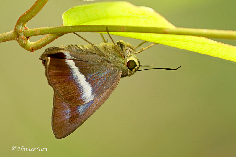 ButterflyCircle Checklist