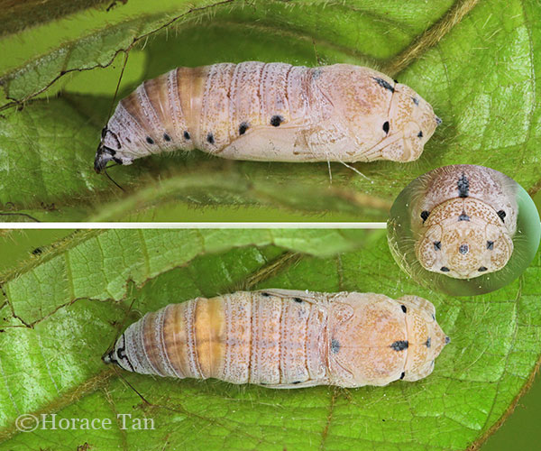 ButterflyCircle Checklist