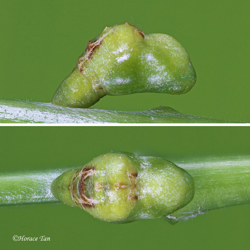 ButterflyCircle Checklist