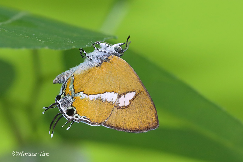 ButterflyCircle Checklist