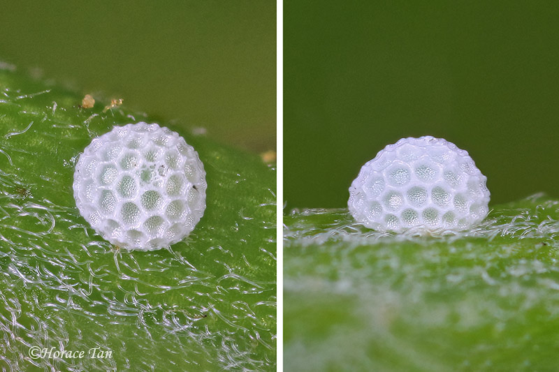 ButterflyCircle Checklist