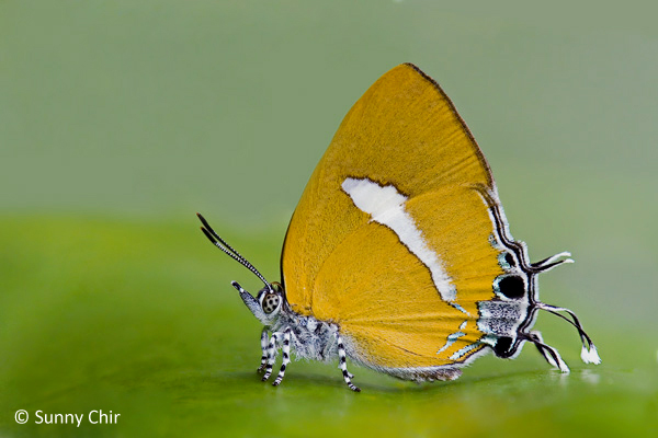 ButterflyCircle Checklist