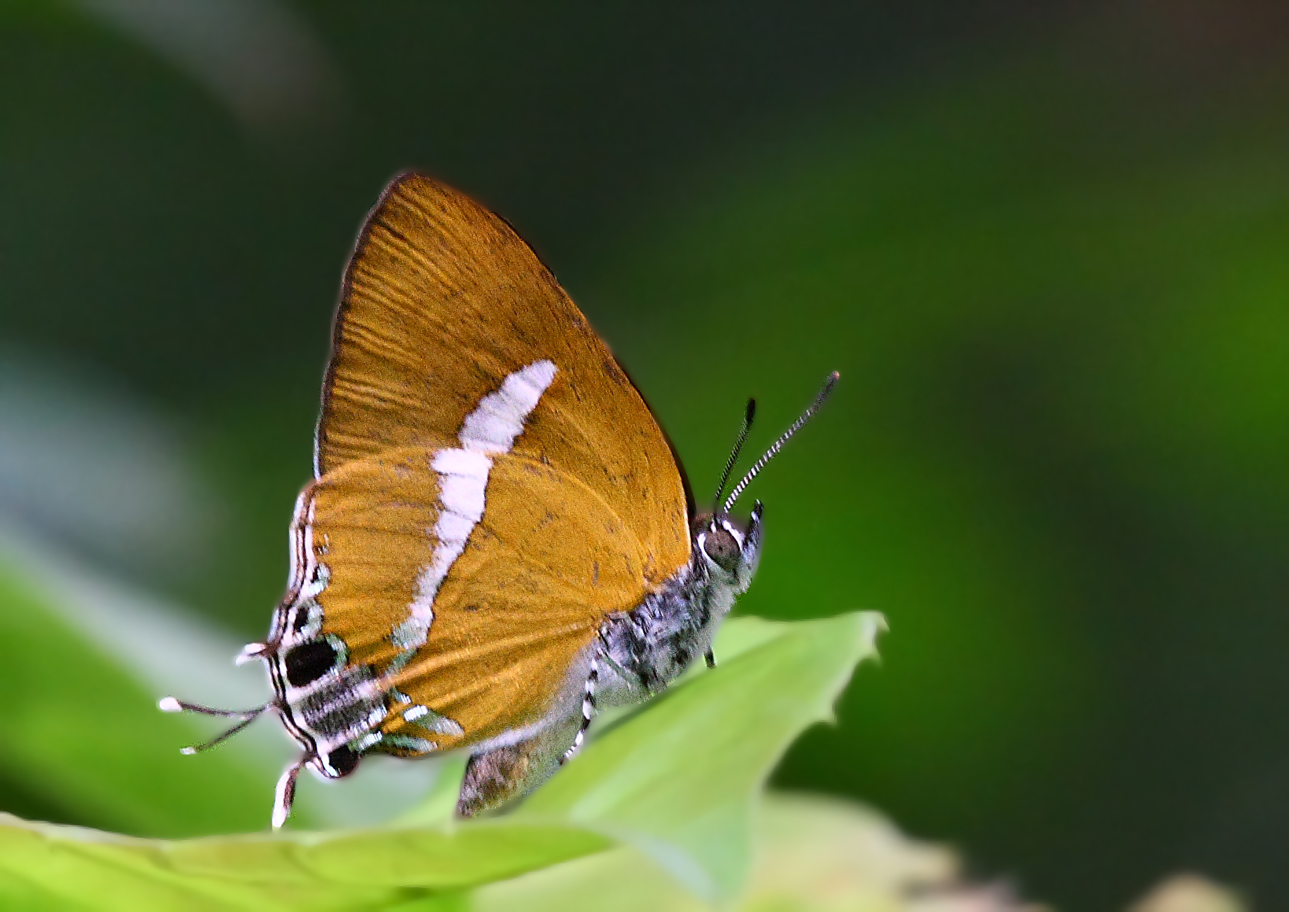ButterflyCircle Checklist