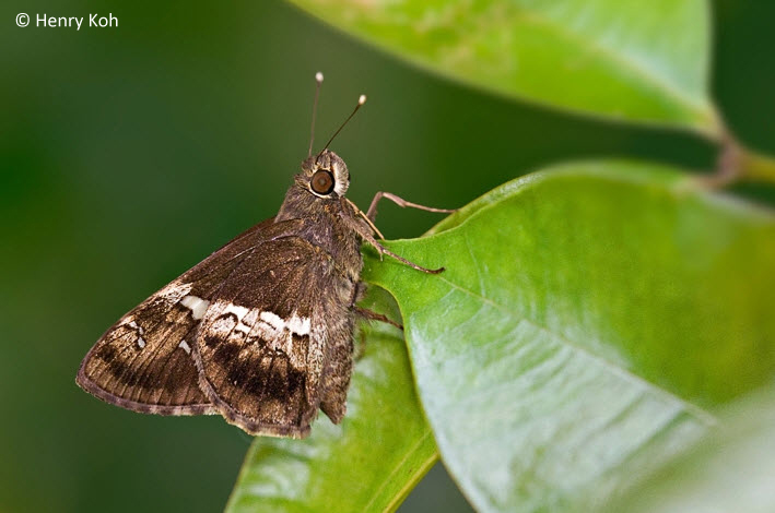 ButterflyCircle Checklist